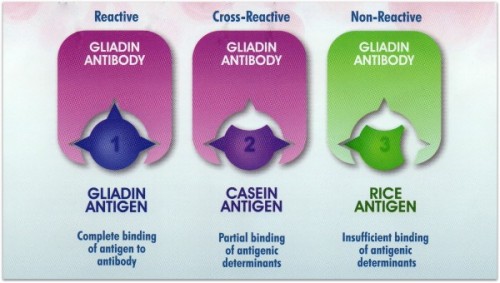 Cyrex Labs Array 4: Gluten Associated Cross-Reactive Foods | Adventures ...